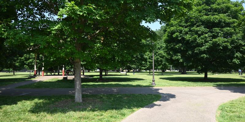 Increasing Downtown’s Tree Cover – Downtown Development Center